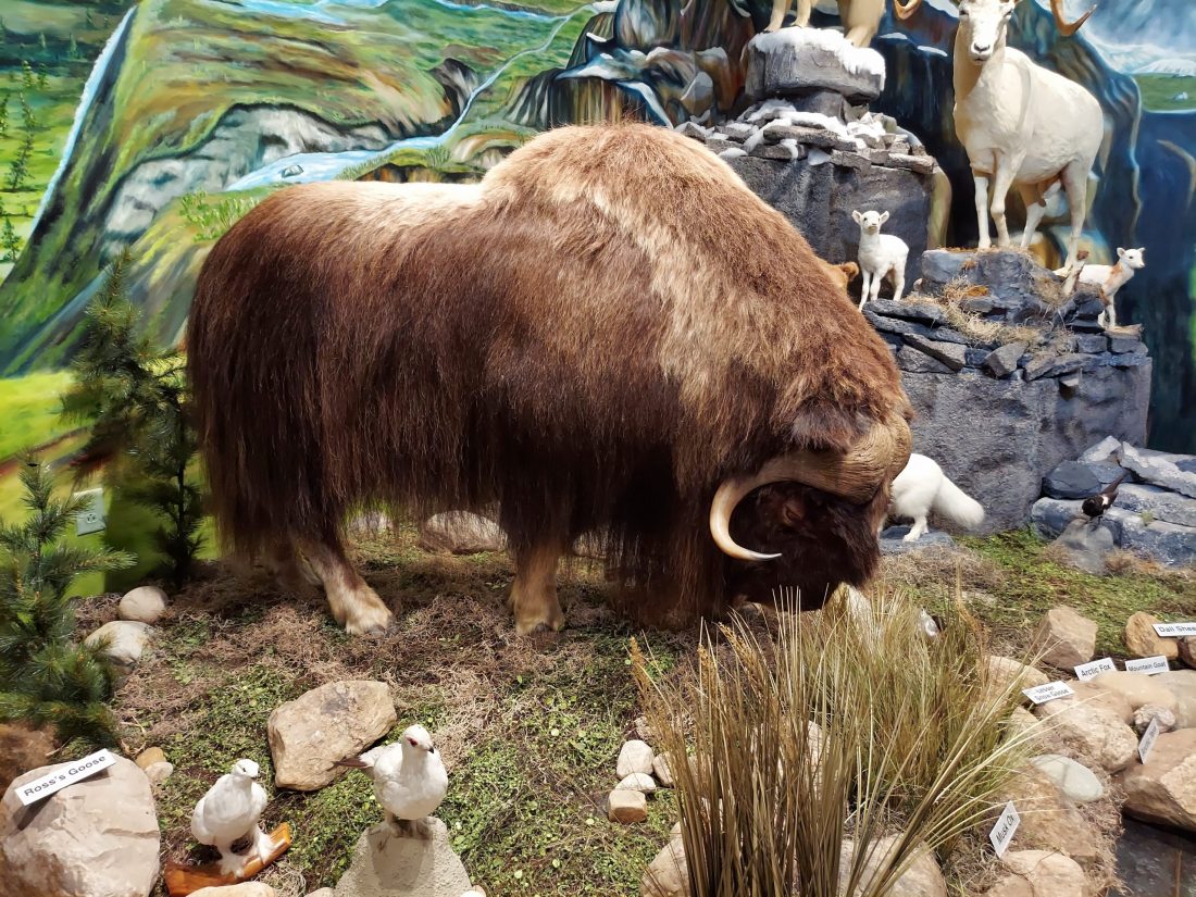 Spinning Demonstration of Musk Ox Down | News, Sports, Jobs - Salem News